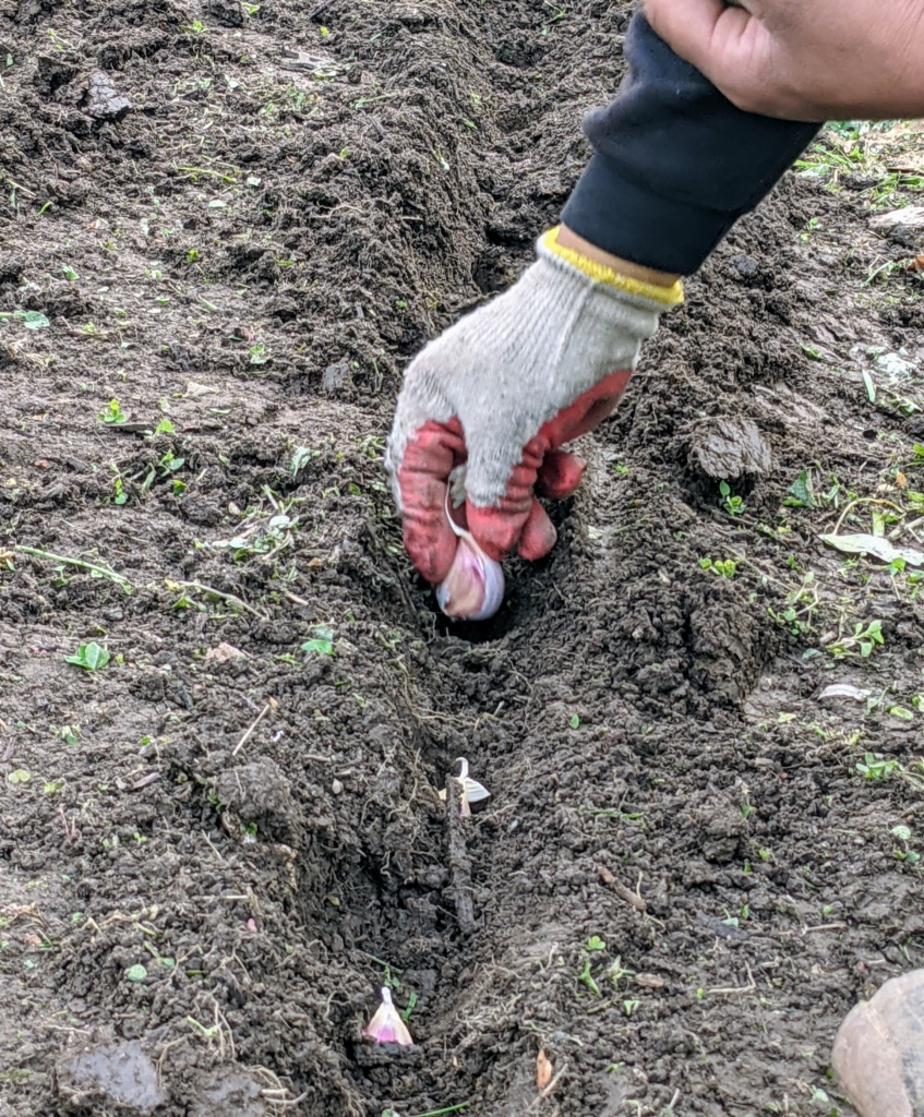 Planting Next Year's Garlic Crop - The Martha Stewart Blog
