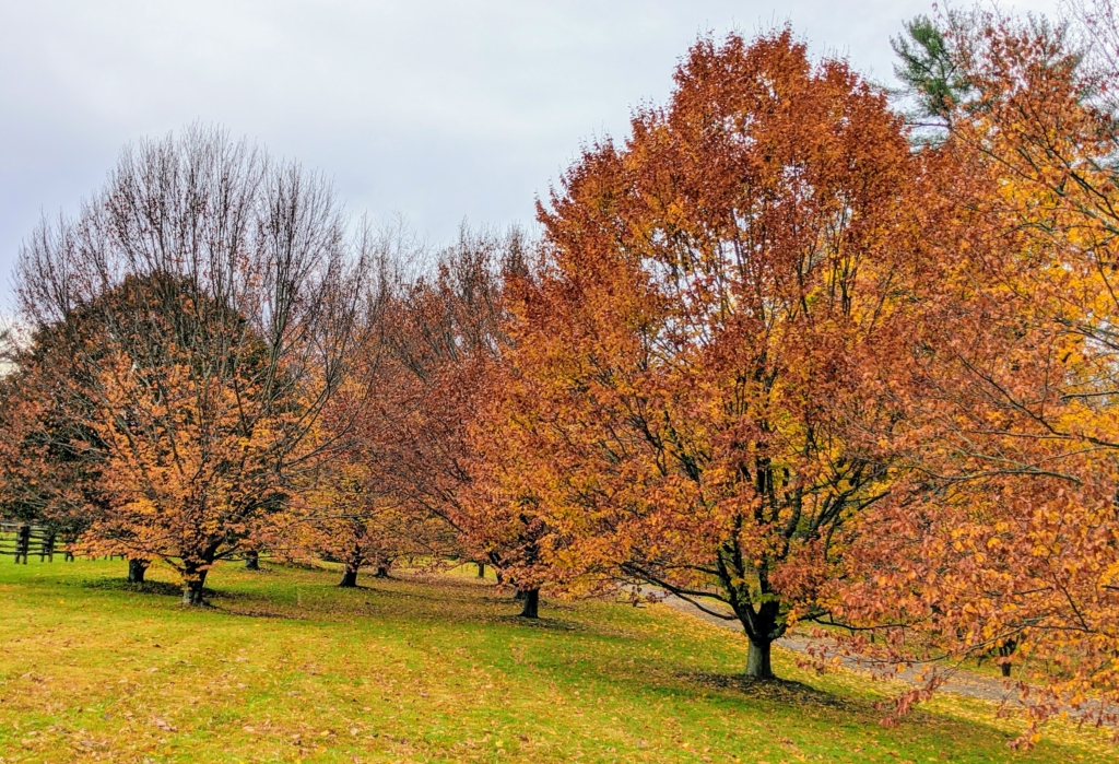November Colors Around the Farm - The Martha Stewart Blog