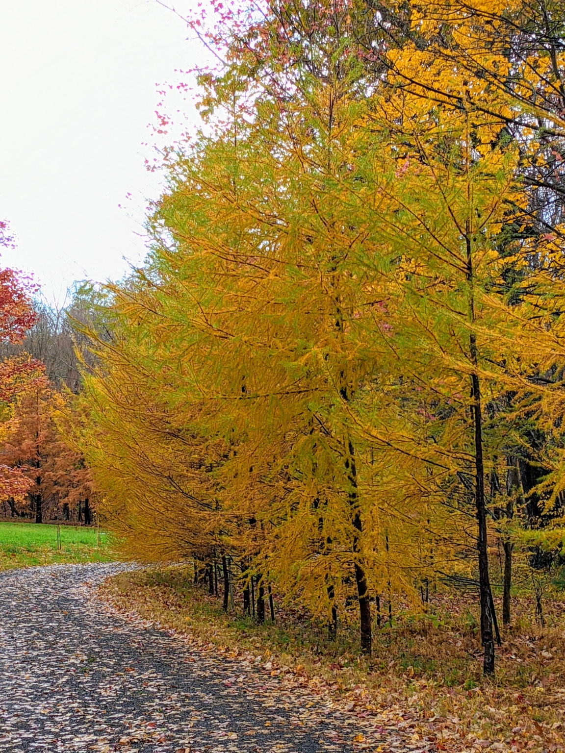 November Colors Around the Farm - The Martha Stewart Blog