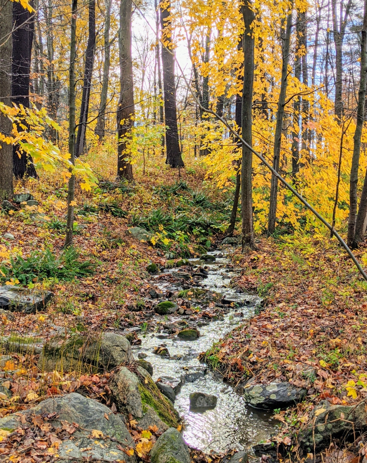 November Colors Around the Farm - The Martha Stewart Blog