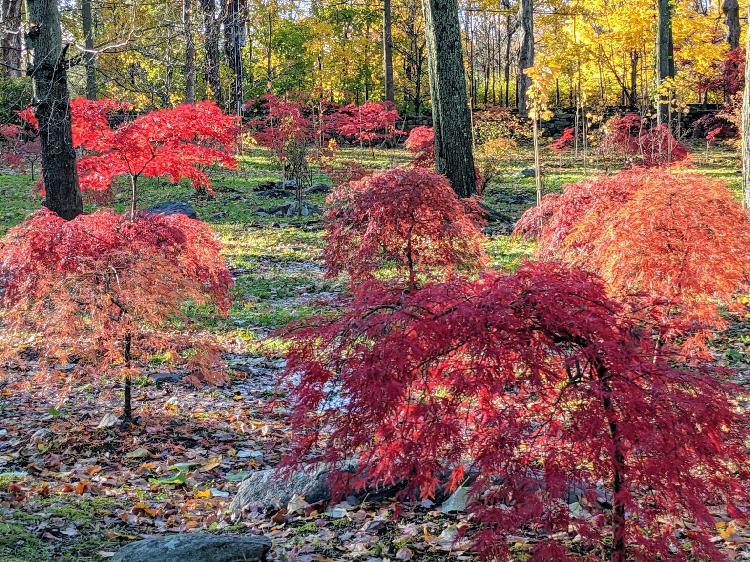 My Colorful Japanese Maple Woodland - The Martha Stewart Blog