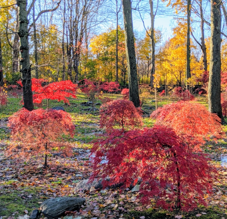 November Colors Around the Farm - The Martha Stewart Blog