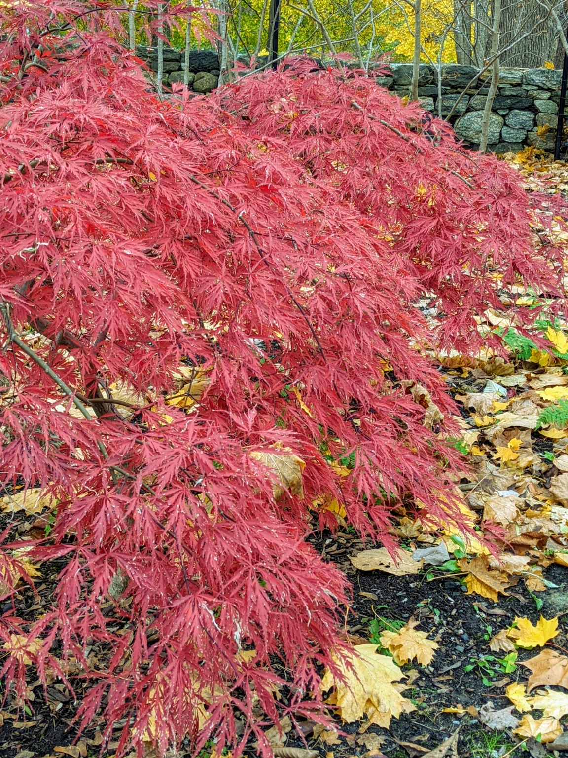 My Colorful Japanese Maple Woodland - The Martha Stewart Blog
