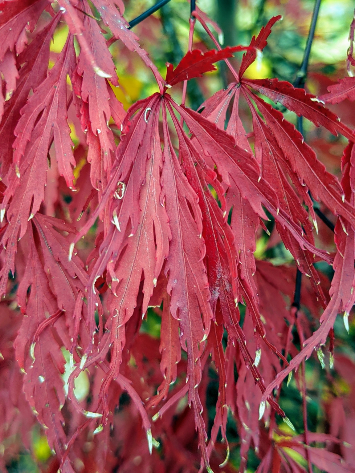 The Martha Stewart Blog : Blog Archive My Colorful Japanese Maple ...