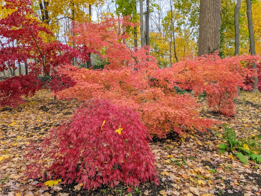 My Colorful Japanese Maple Woodland - The Martha Stewart Blog