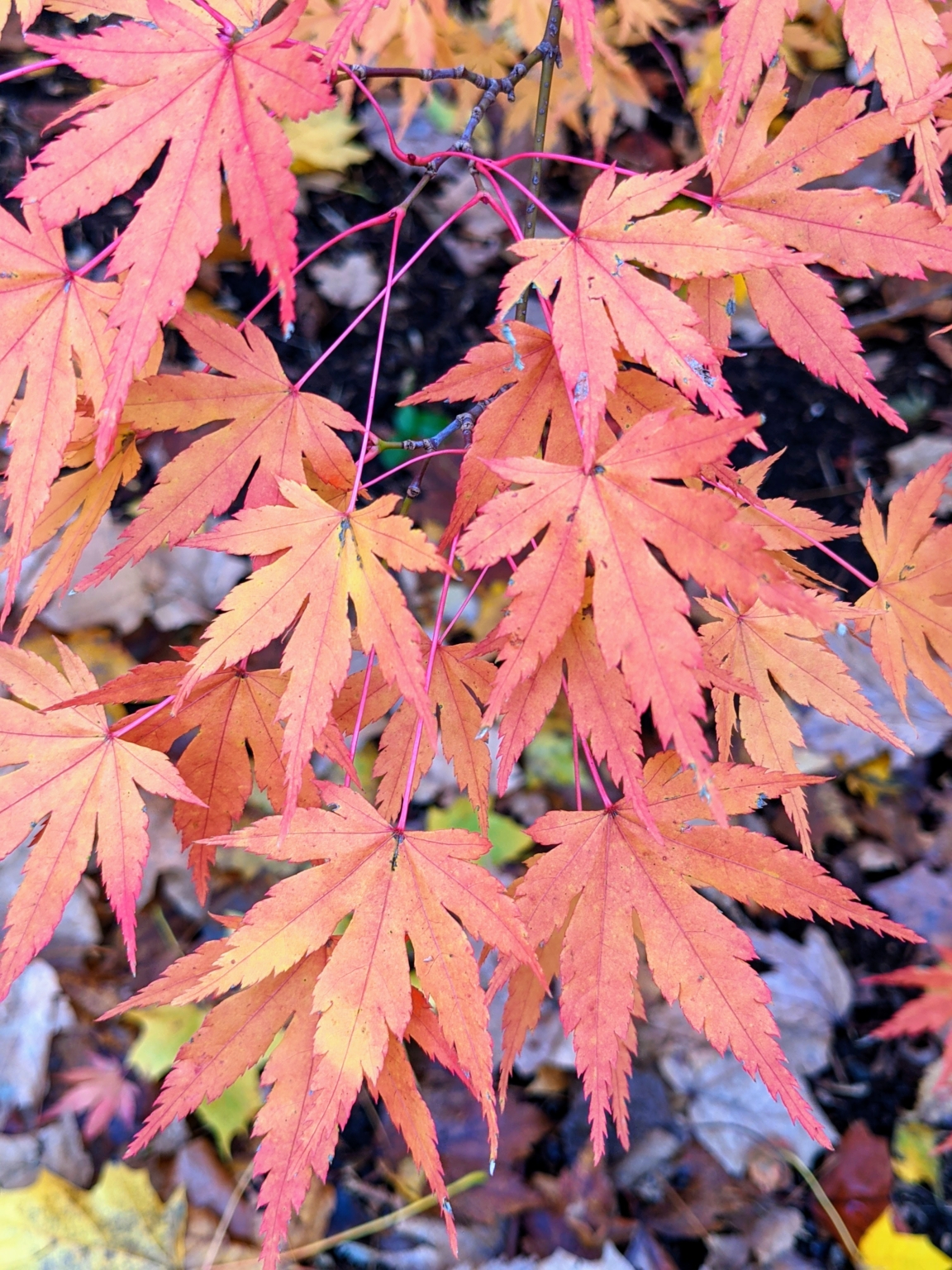 My Colorful Japanese Maple Woodland - The Martha Stewart Blog