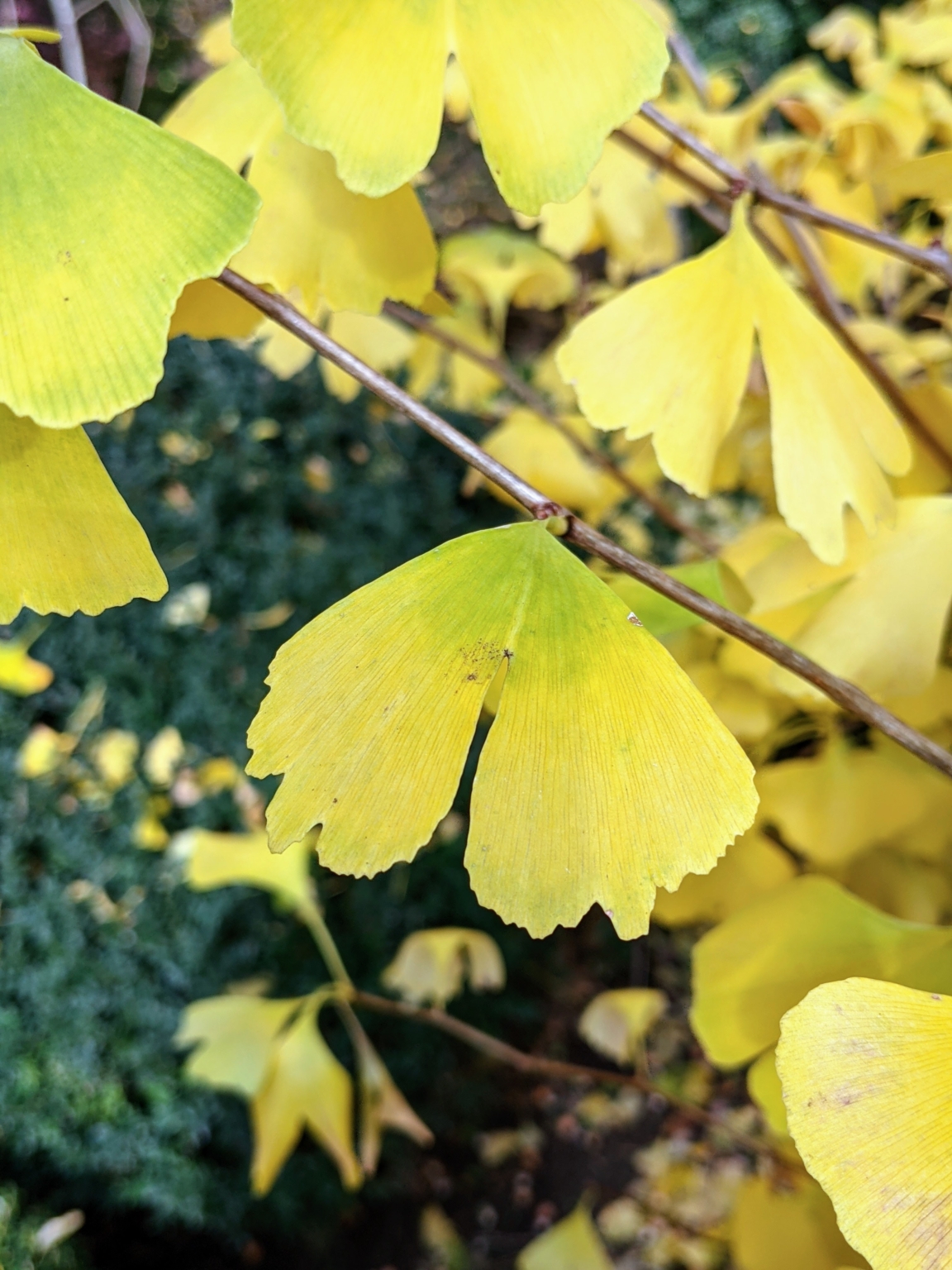 The Fall of the Ginkgo Tree Leaves at My Farm - The Martha Stewart Blog