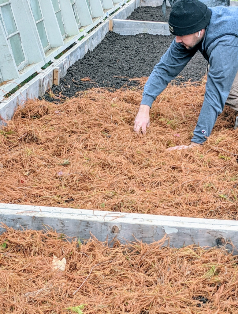 Growing Boxwood from Cuttings - The Martha Stewart Blog