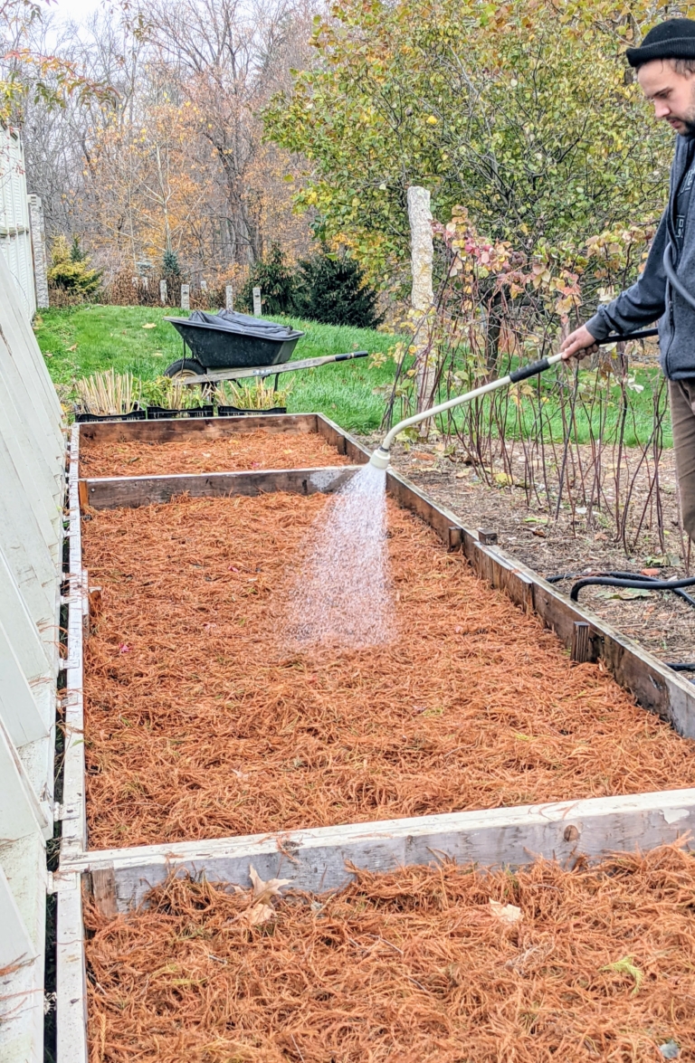 Growing Boxwood from Cuttings - The Martha Stewart Blog