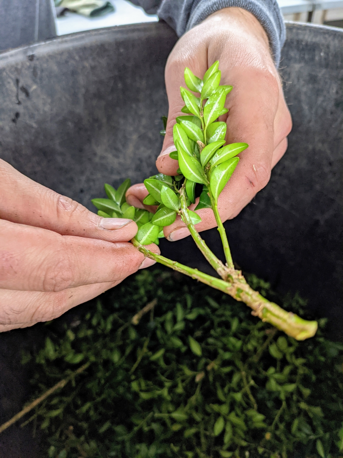 Growing Boxwood from Cuttings - The Martha Stewart Blog