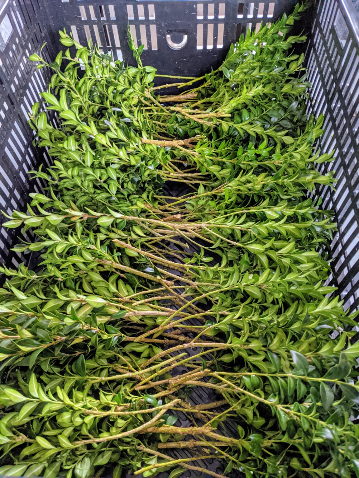 The Martha Stewart Blog : Blog Archive Growing Boxwood from Cuttings ...