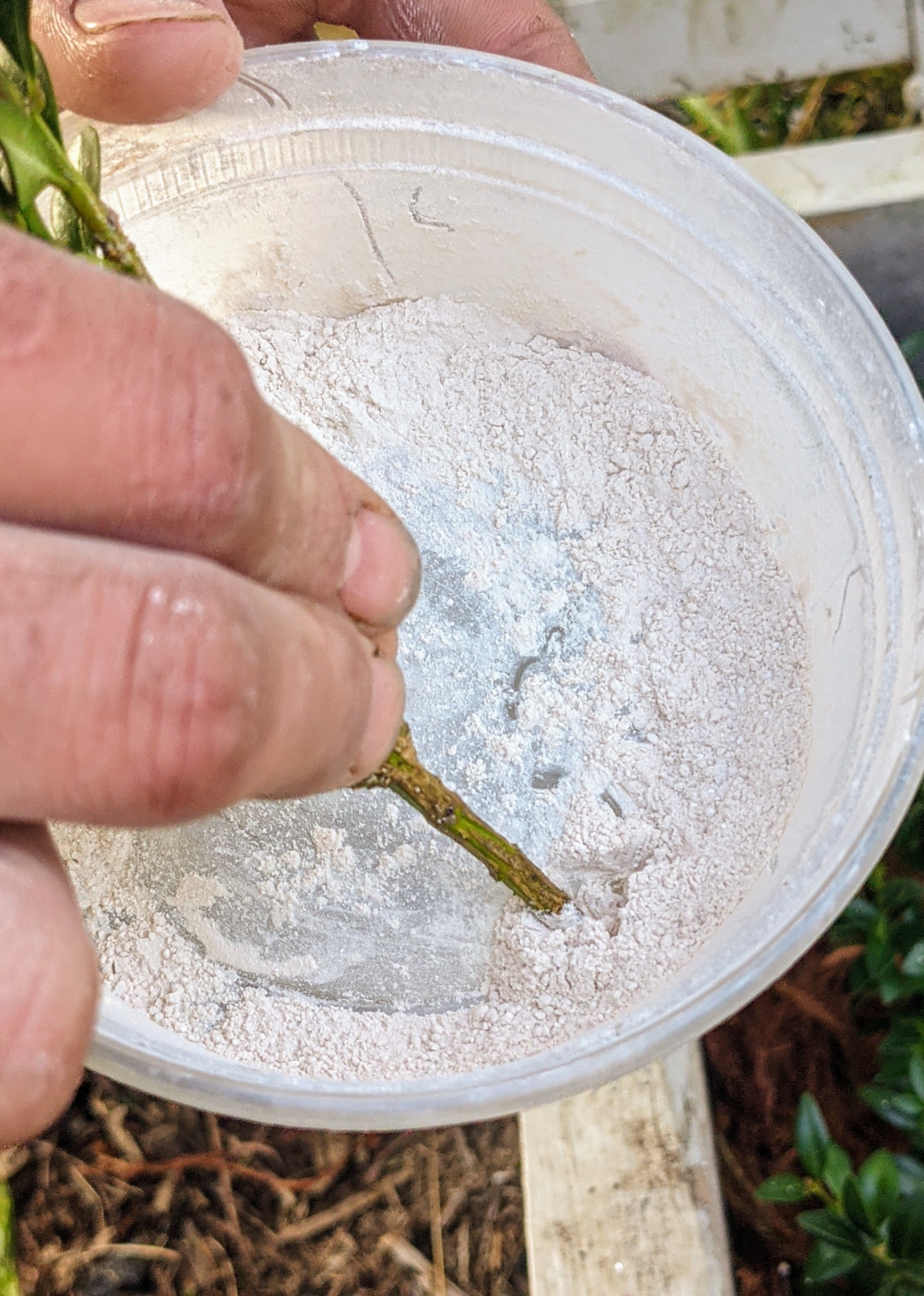 The Martha Stewart Blog : Blog Archive Growing Boxwood from Cuttings ...