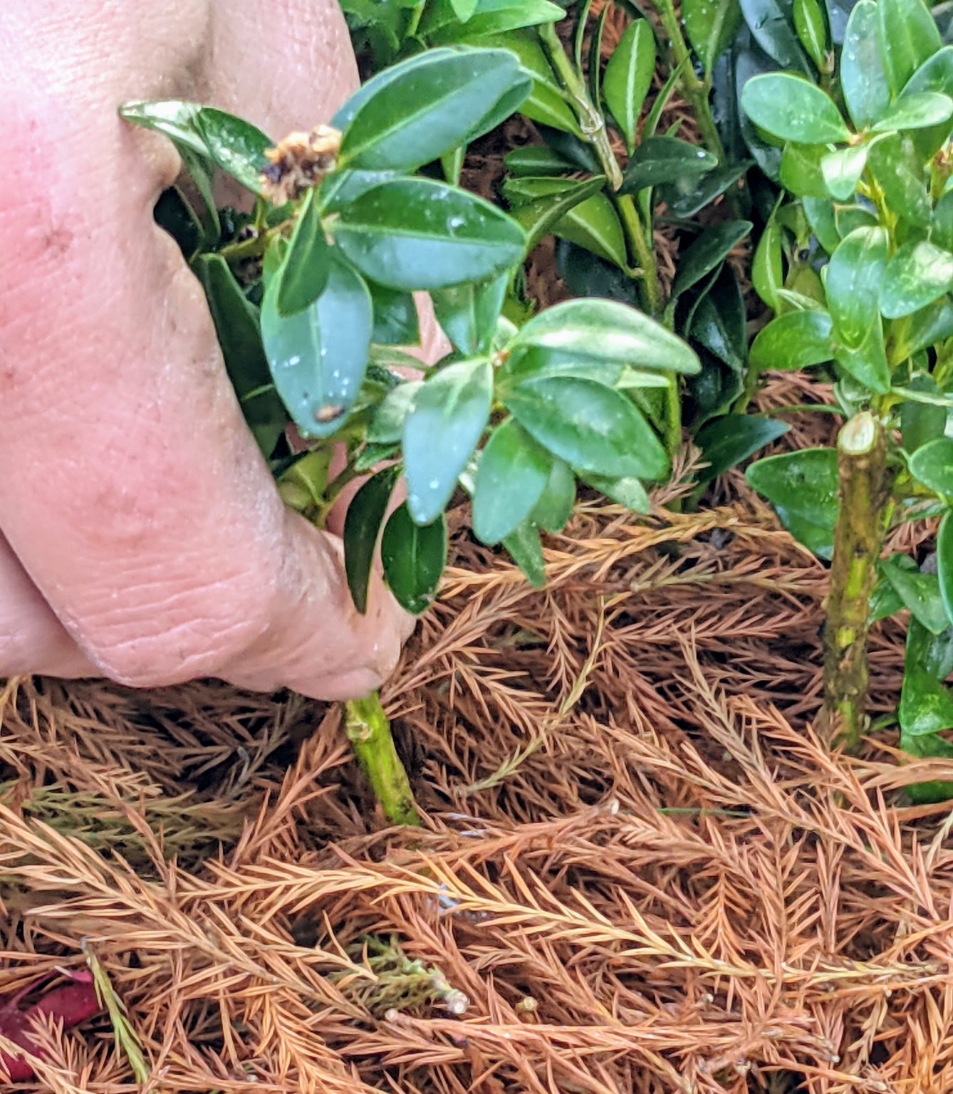 The Martha Stewart Blog : Blog Archive Growing Boxwood from Cuttings ...