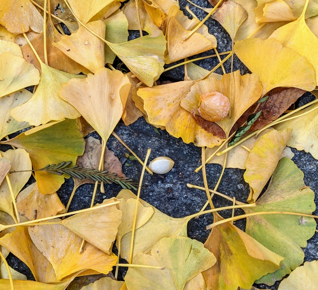 The Fall of the Ginkgo Tree Leaves at My Farm - The Martha Stewart Blog