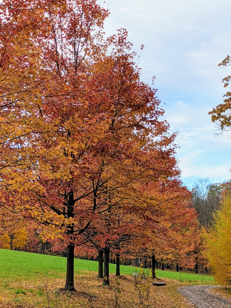 November Colors Around the Farm - The Martha Stewart Blog