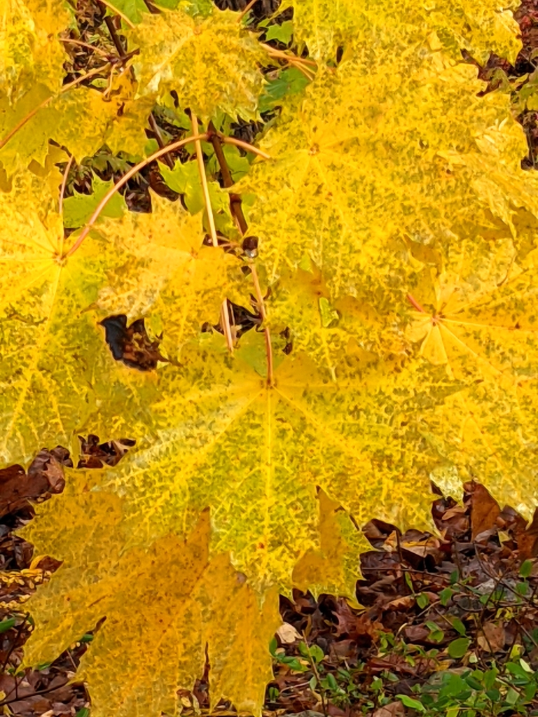 November Colors Around the Farm - The Martha Stewart Blog