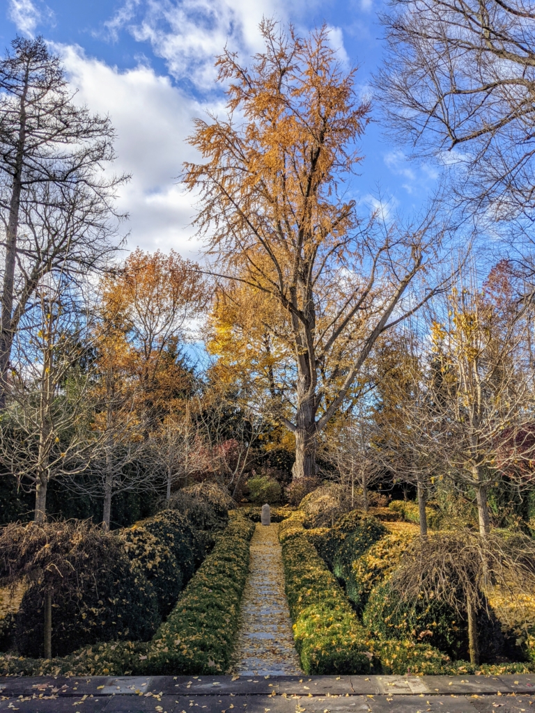 The Fall of the Ginkgo Tree Leaves at My Farm - The Martha Stewart Blog