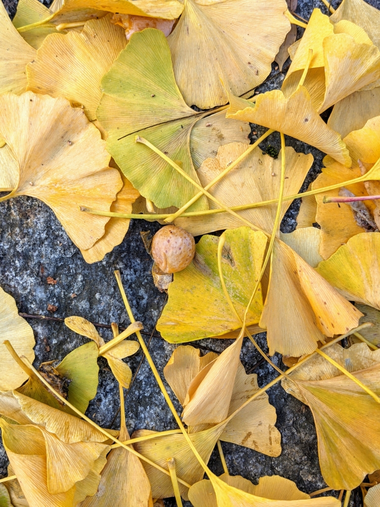 The Fall of the Ginkgo Tree Leaves at My Farm - The Martha Stewart Blog