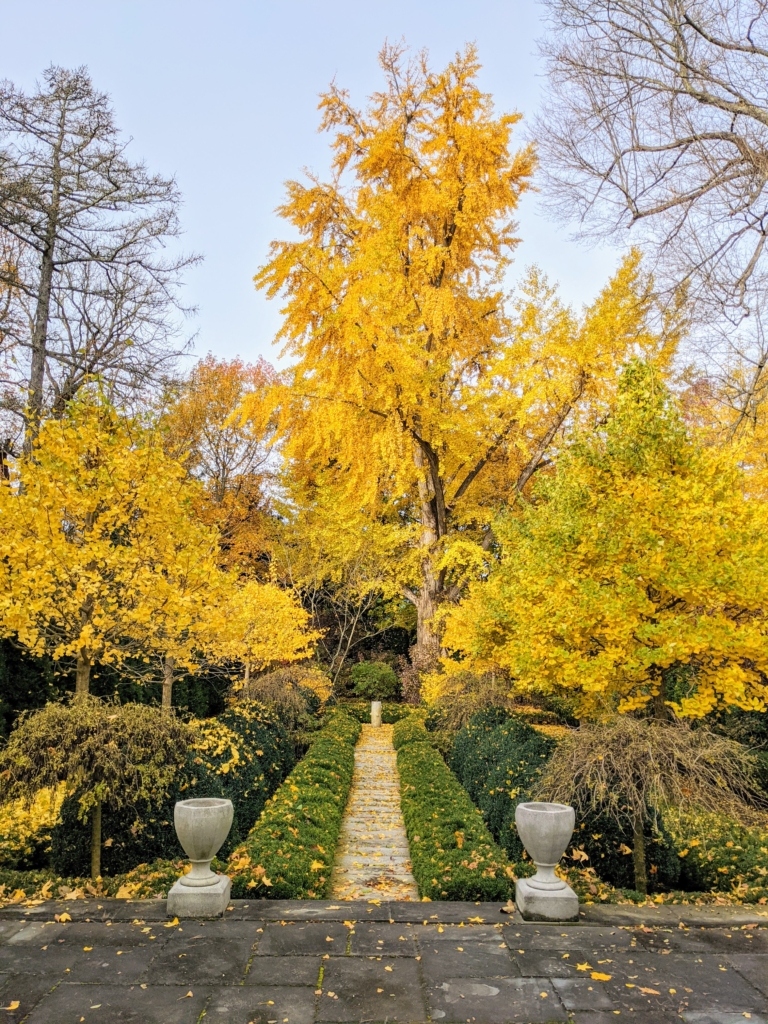 The Fall of the Ginkgo Tree Leaves at My Farm - The Martha Stewart Blog