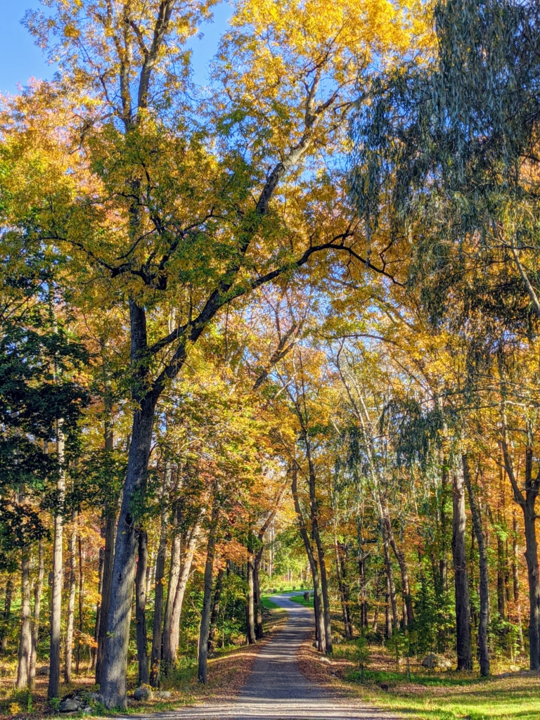 More Autumn Colors at the Farm - The Martha Stewart Blog