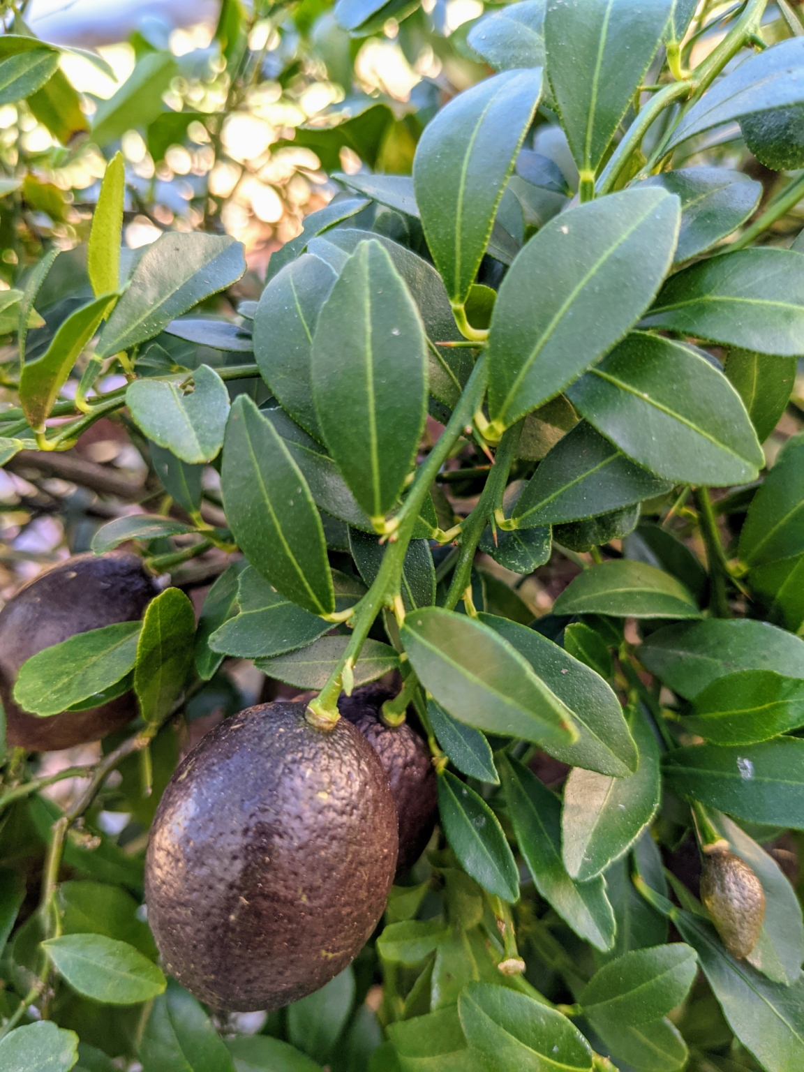 The Martha Stewart Blog : Blog Archive Growing Citrus at My Farm - The ...