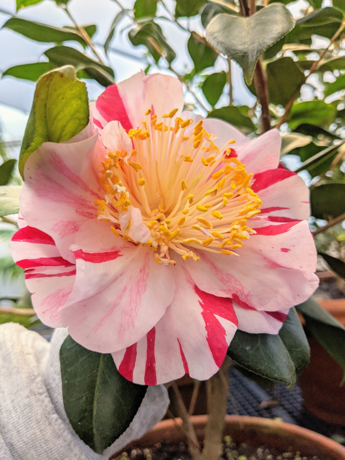 Blooming Camellias in My Greenhouse - The Martha Stewart Blog