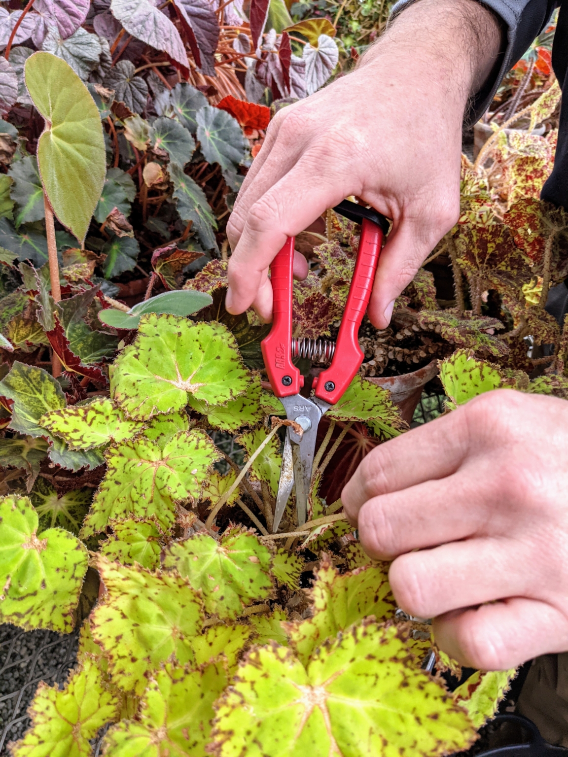 The Martha Stewart Blog : Blog Archive Grooming My Begonias - The ...
