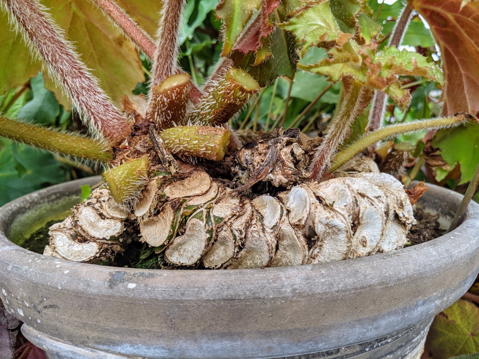 Grooming My Begonias - The Martha Stewart Blog