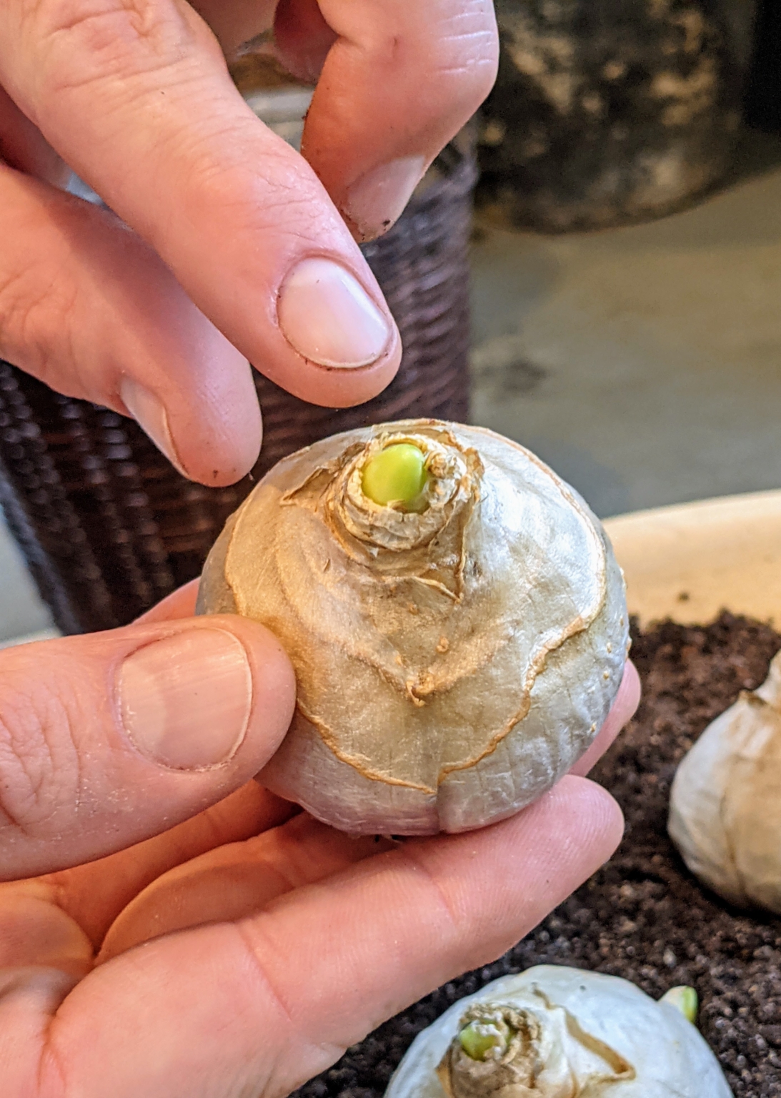 The Martha Stewart Blog : Blog Archive Forcing Hyacinth Bulbs Indoors ...