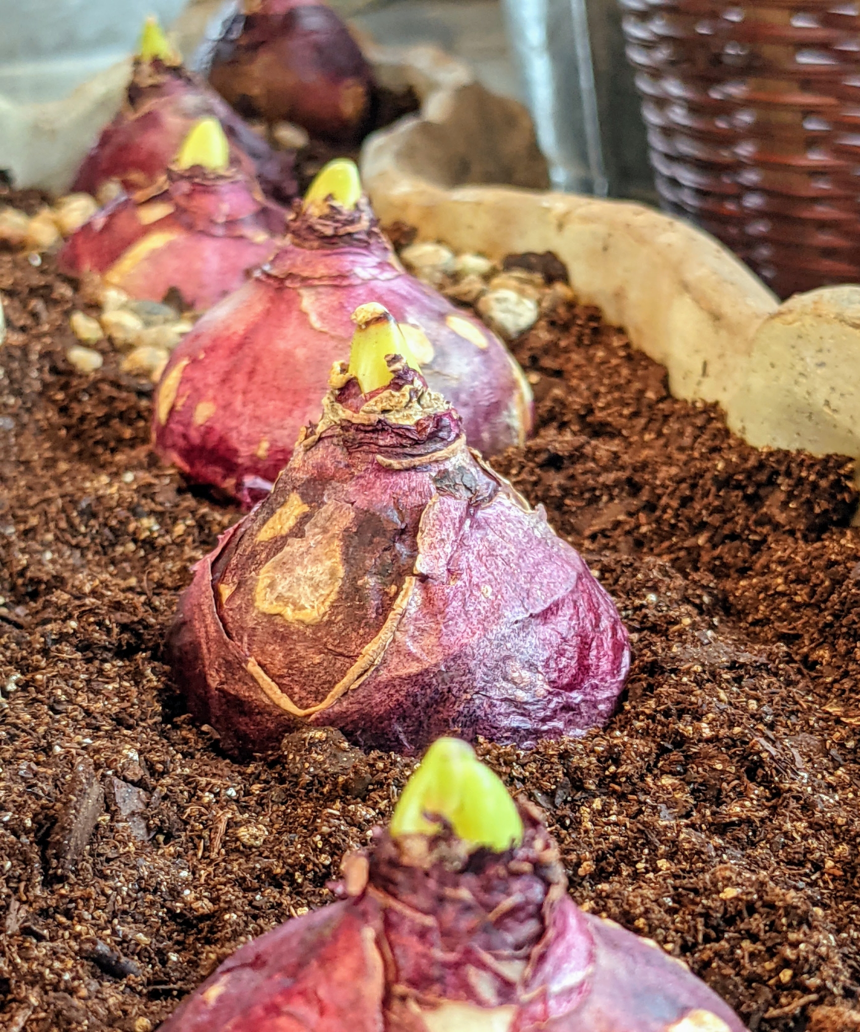 Forcing Hyacinth Bulbs Indoors - The Martha Stewart Blog