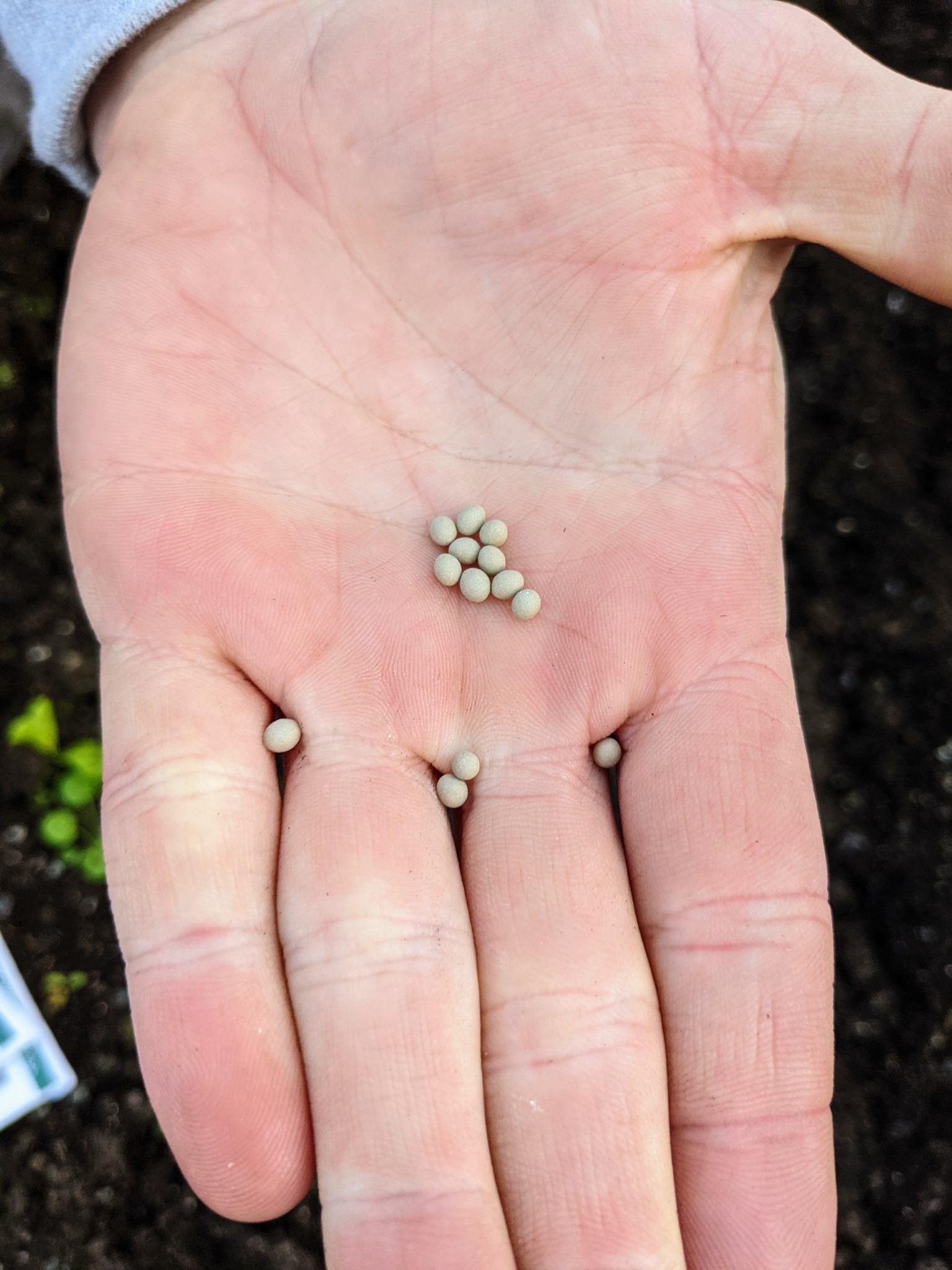 What's Growing in My Vegetable Greenhouse - The Martha Stewart Blog