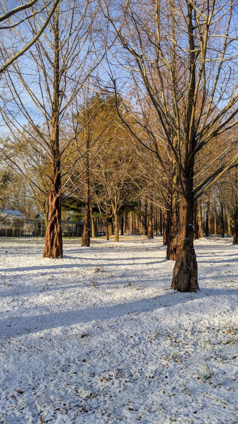 A Light Snow Covers My Farm - The Martha Stewart Blog