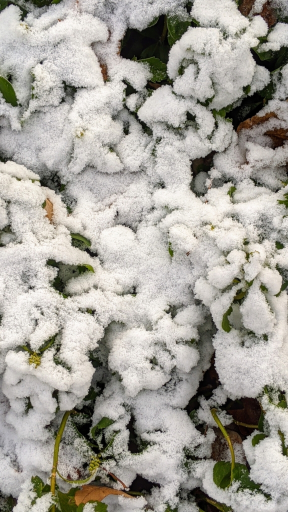 A Light Snow Covers My Farm - The Martha Stewart Blog