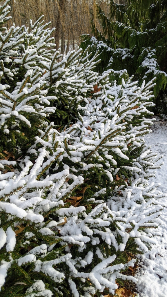 A Light Snow Covers My Farm - The Martha Stewart Blog