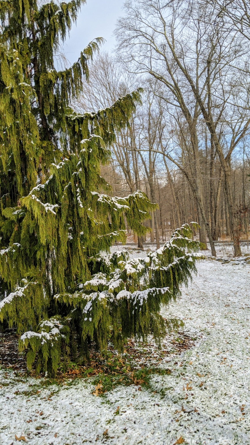 A Light Snow Covers My Farm - The Martha Stewart Blog