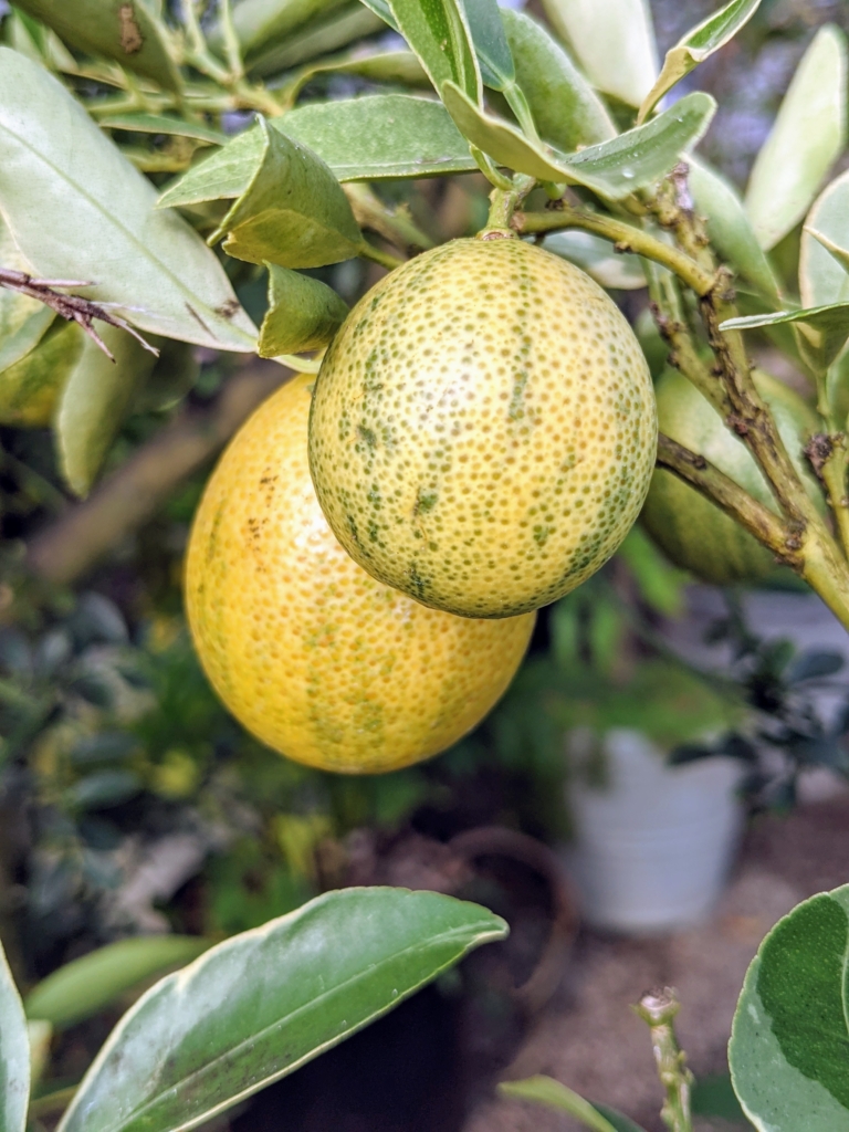 Growing Citrus at My Farm - The Martha Stewart Blog