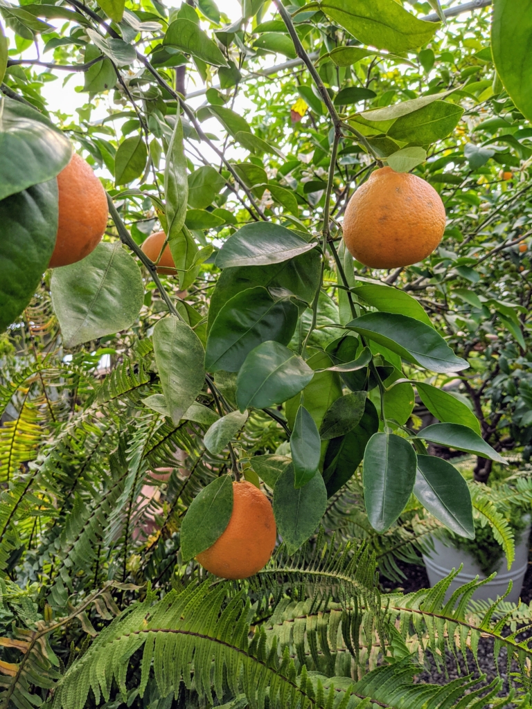 Growing Citrus at My Farm - The Martha Stewart Blog