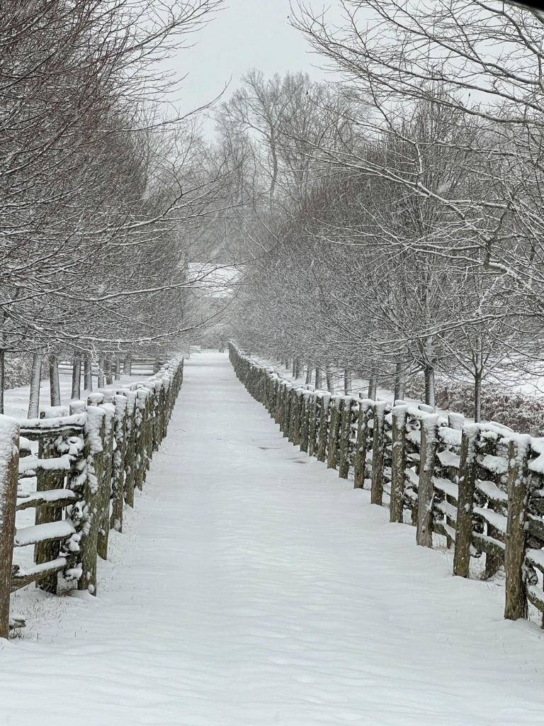 A Fresh Coating of Snow at My Farm - The Martha Stewart Blog