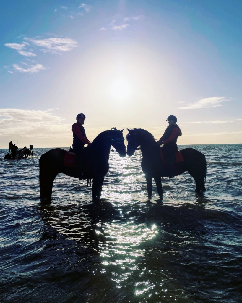 Two Friesians Join My Herd - The Martha Stewart Blog