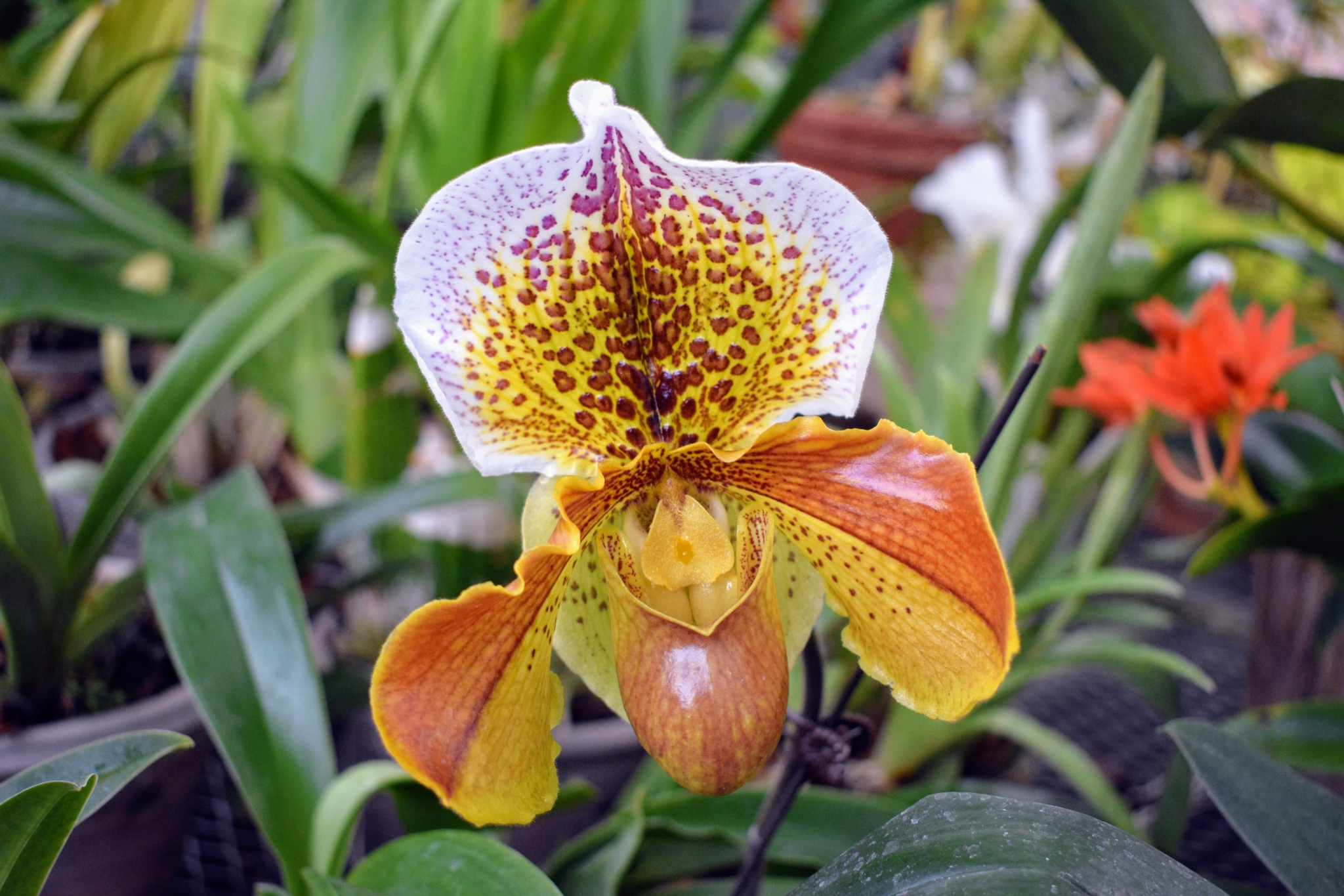 Caring for My Orchids - The Martha Stewart Blog