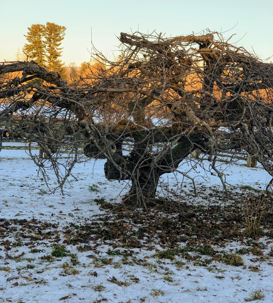 Pruning Time for the Apple Trees - The Martha Stewart Blog