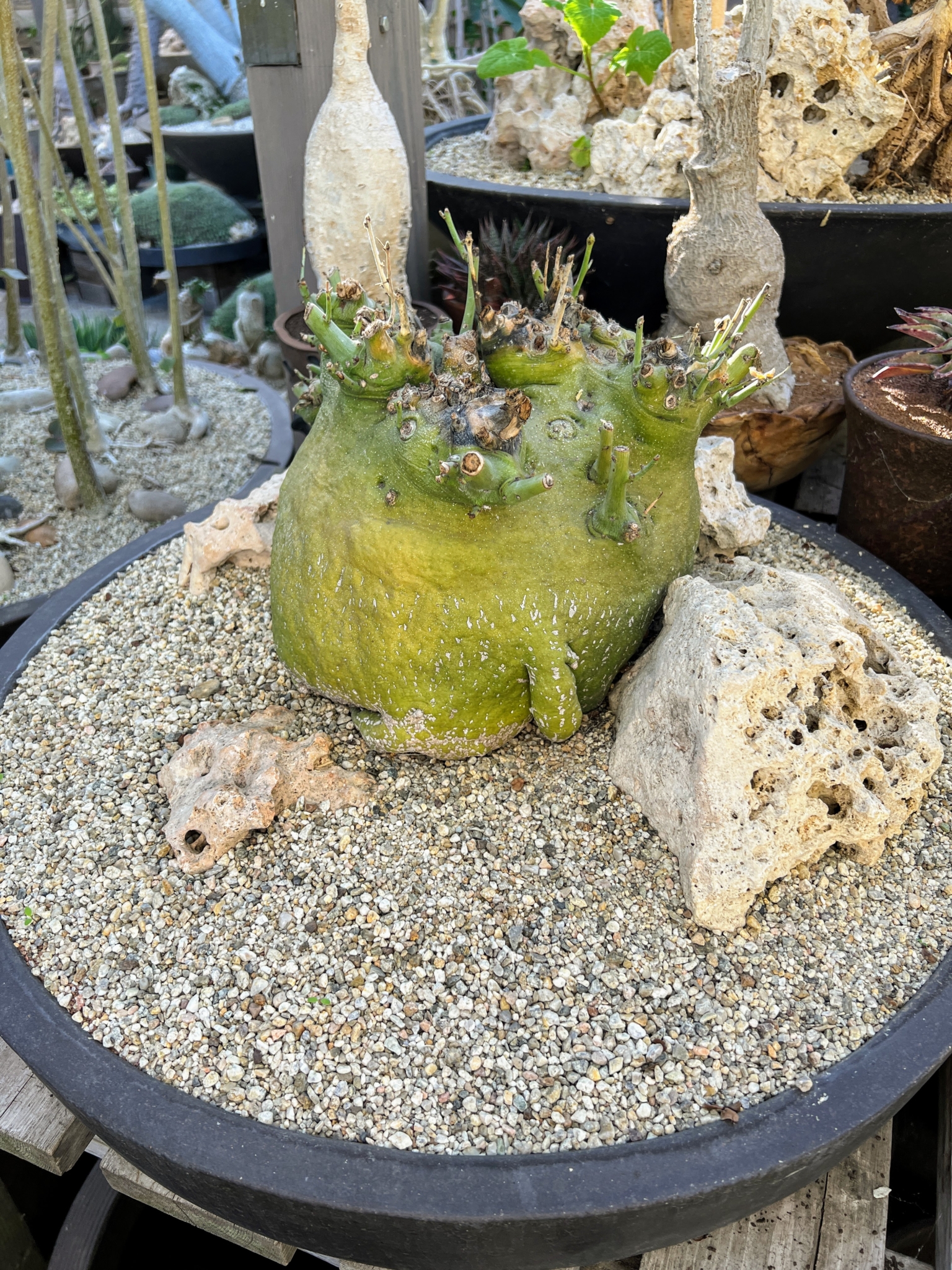A Walk Through The Tropics, Inc. in Los Angeles - The Martha Stewart Blog