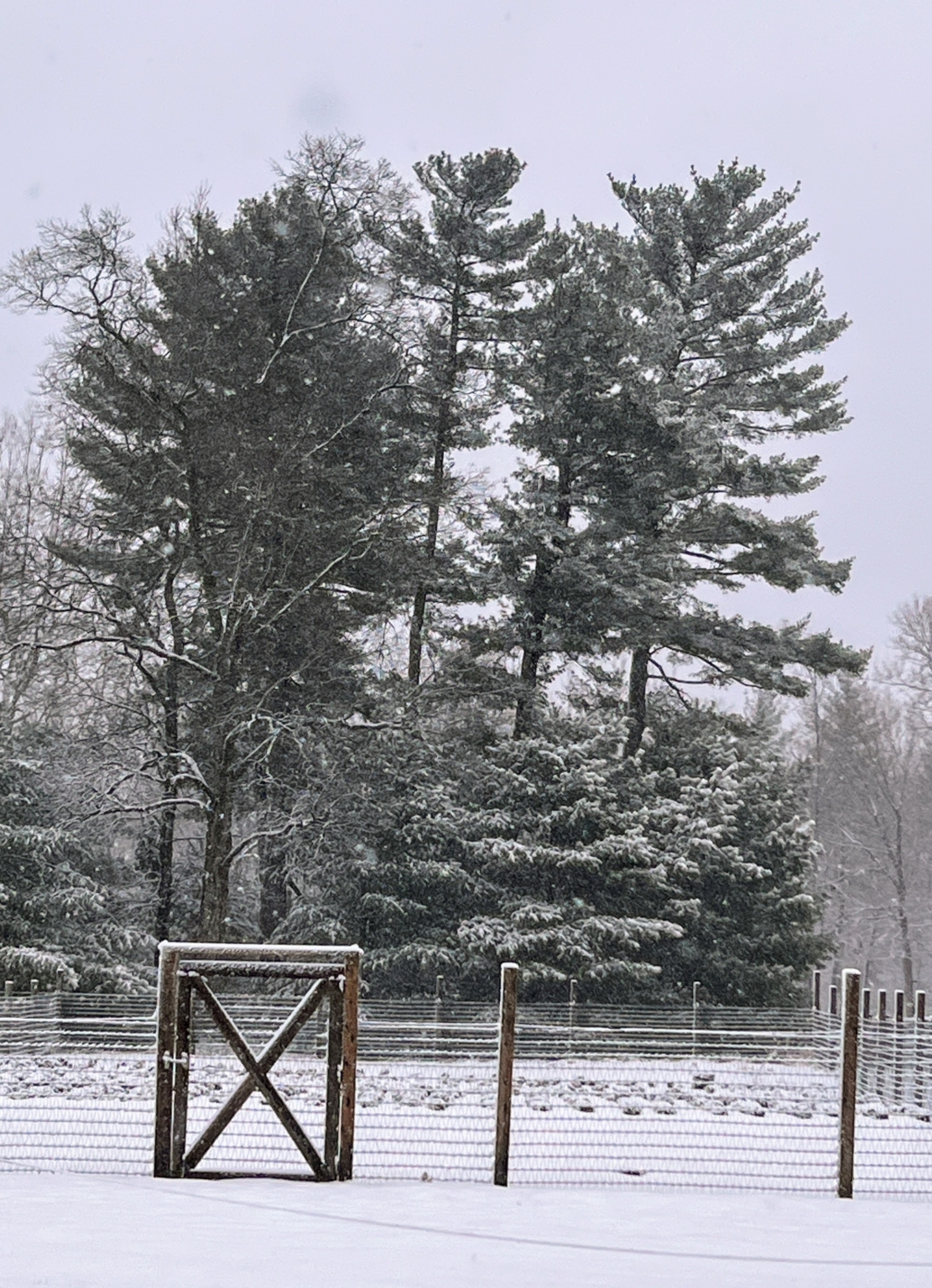 A Fresh Coating of Snow at My Farm - The Martha Stewart Blog
