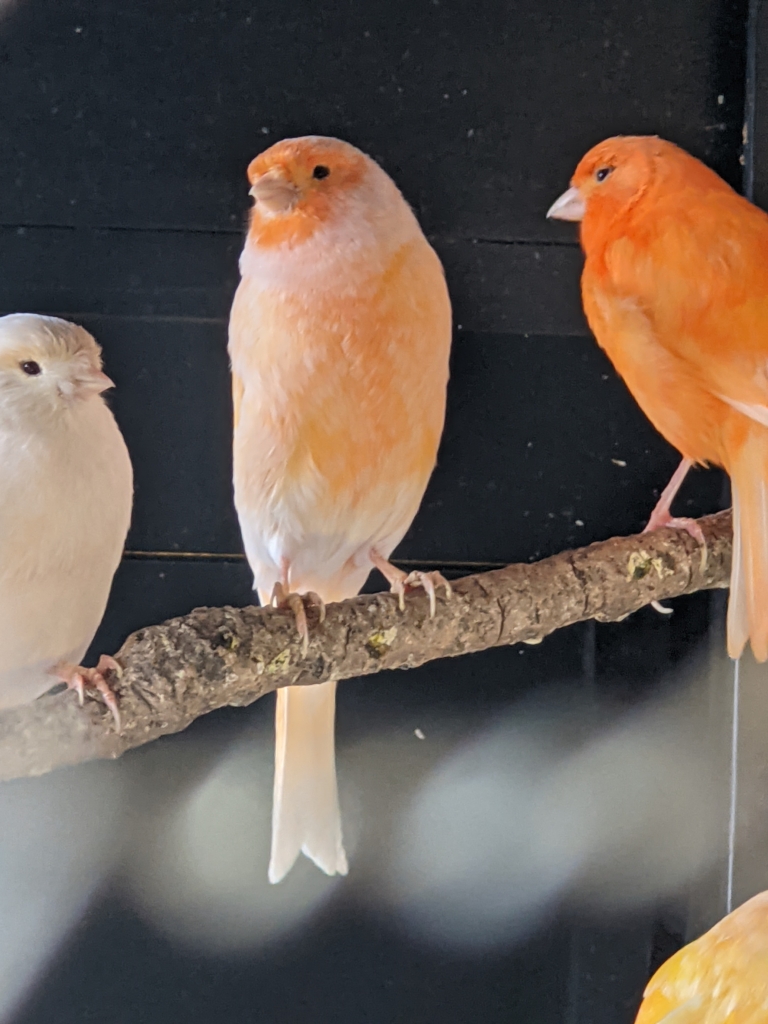 My Cheerful Red Factor Canaries - The Martha Stewart Blog