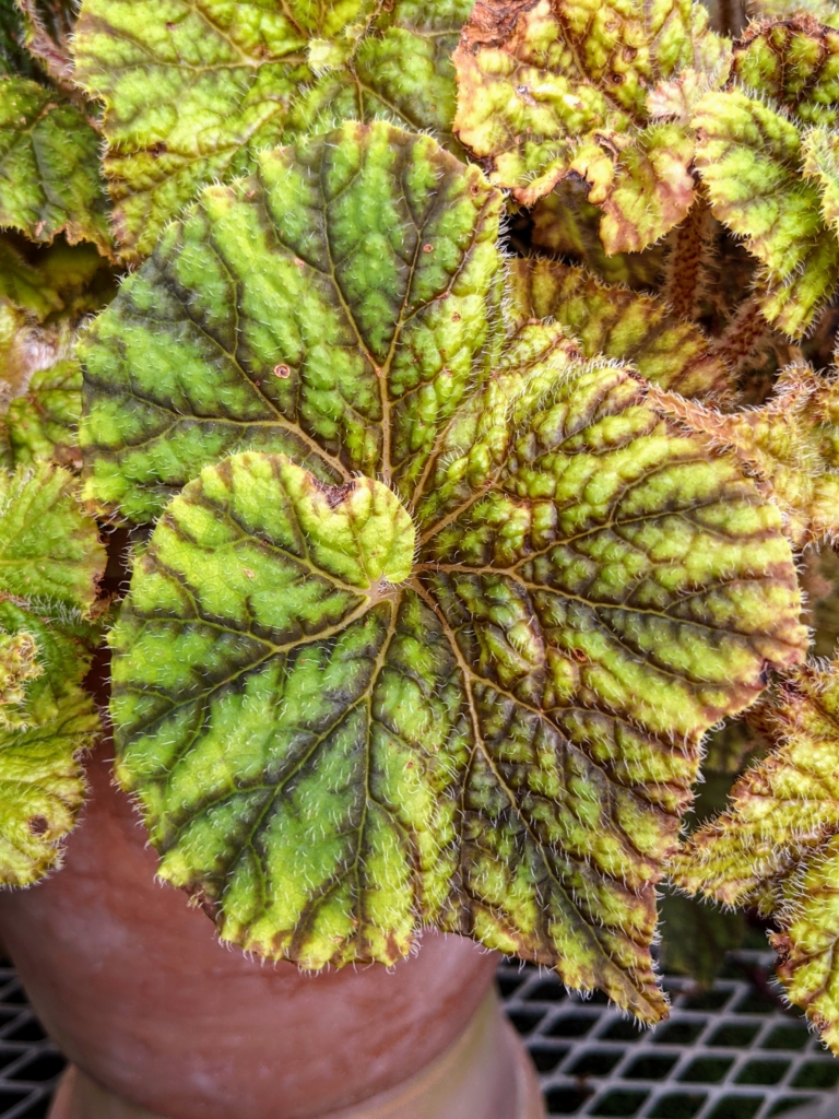 The Martha Stewart Blog : Blog Archive Propagating Begonias from Stem ...