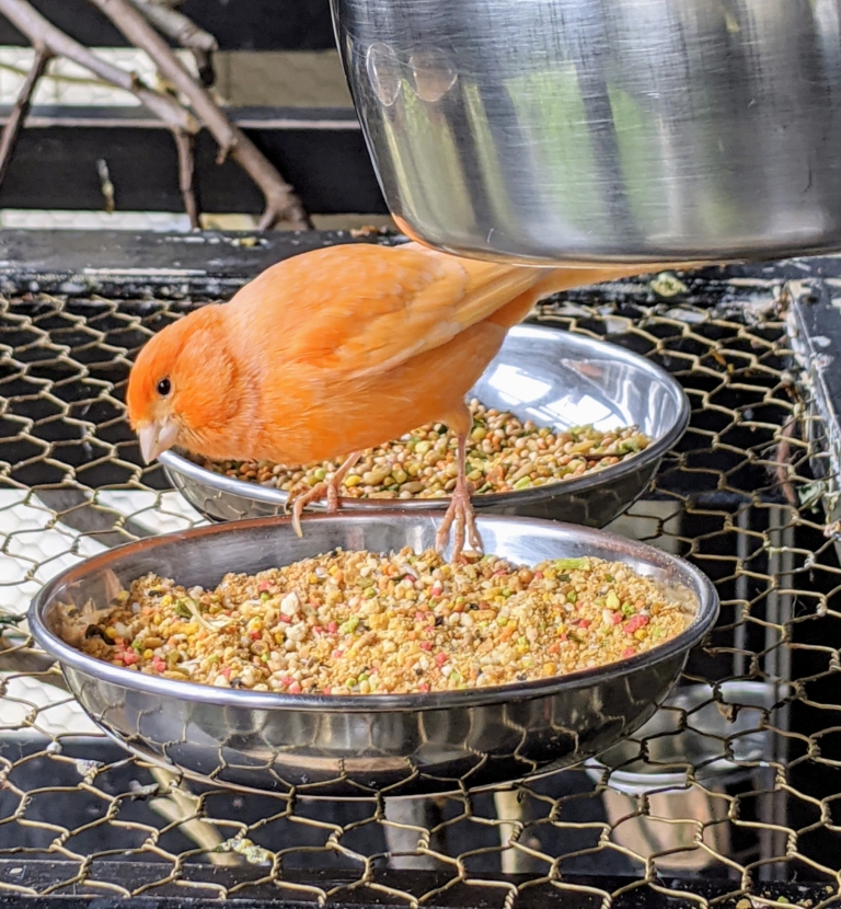 My Cheerful Red Factor Canaries - The Martha Stewart Blog