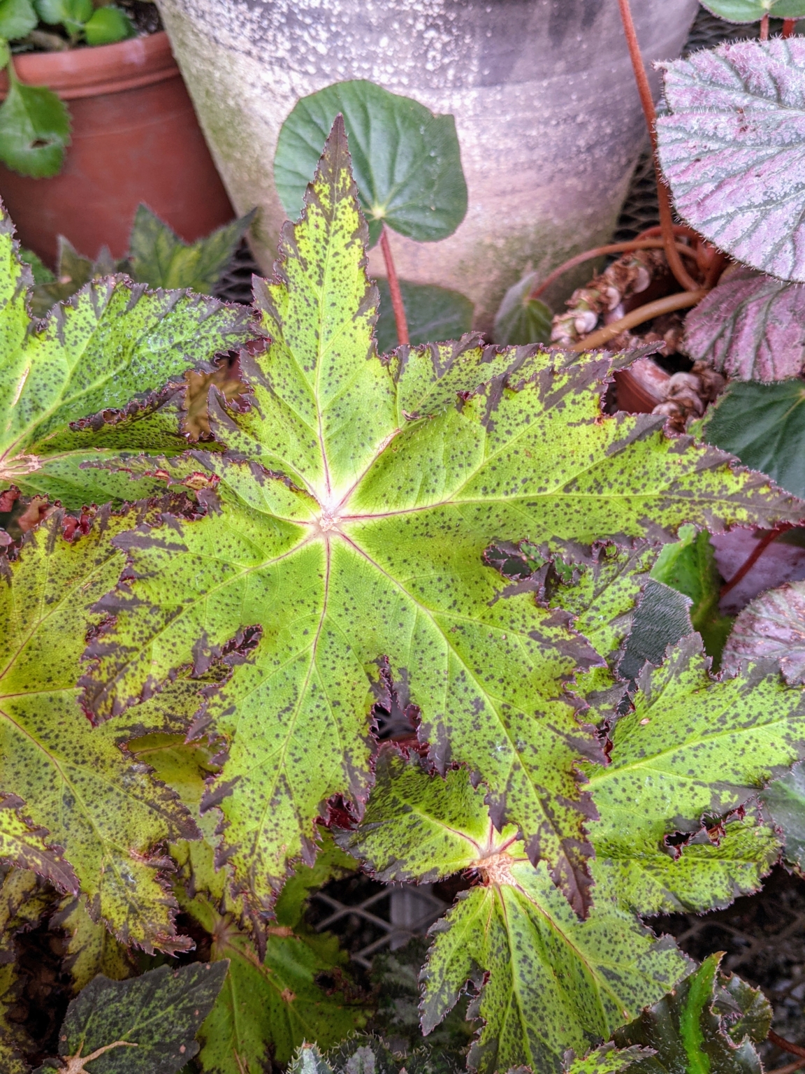 Propagating Begonias from Stem Cuttings - The Martha Stewart Blog
