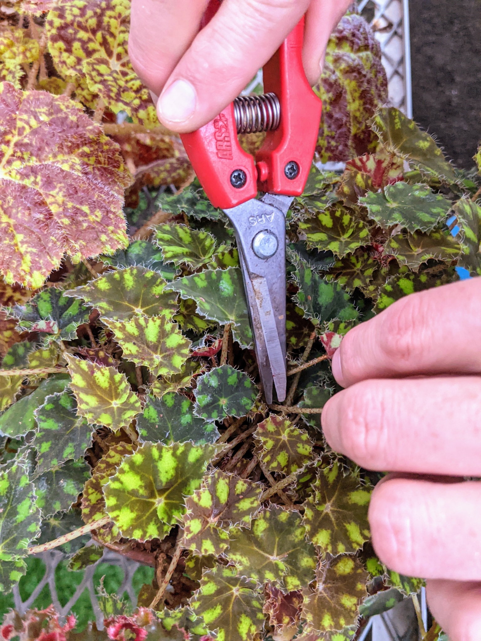 Propagating Begonias from Stem Cuttings - The Martha Stewart Blog