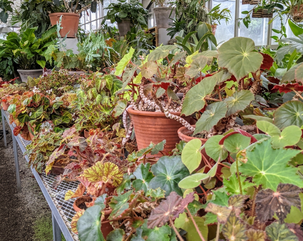 Propagating Begonias from Stem Cuttings - The Martha Stewart Blog