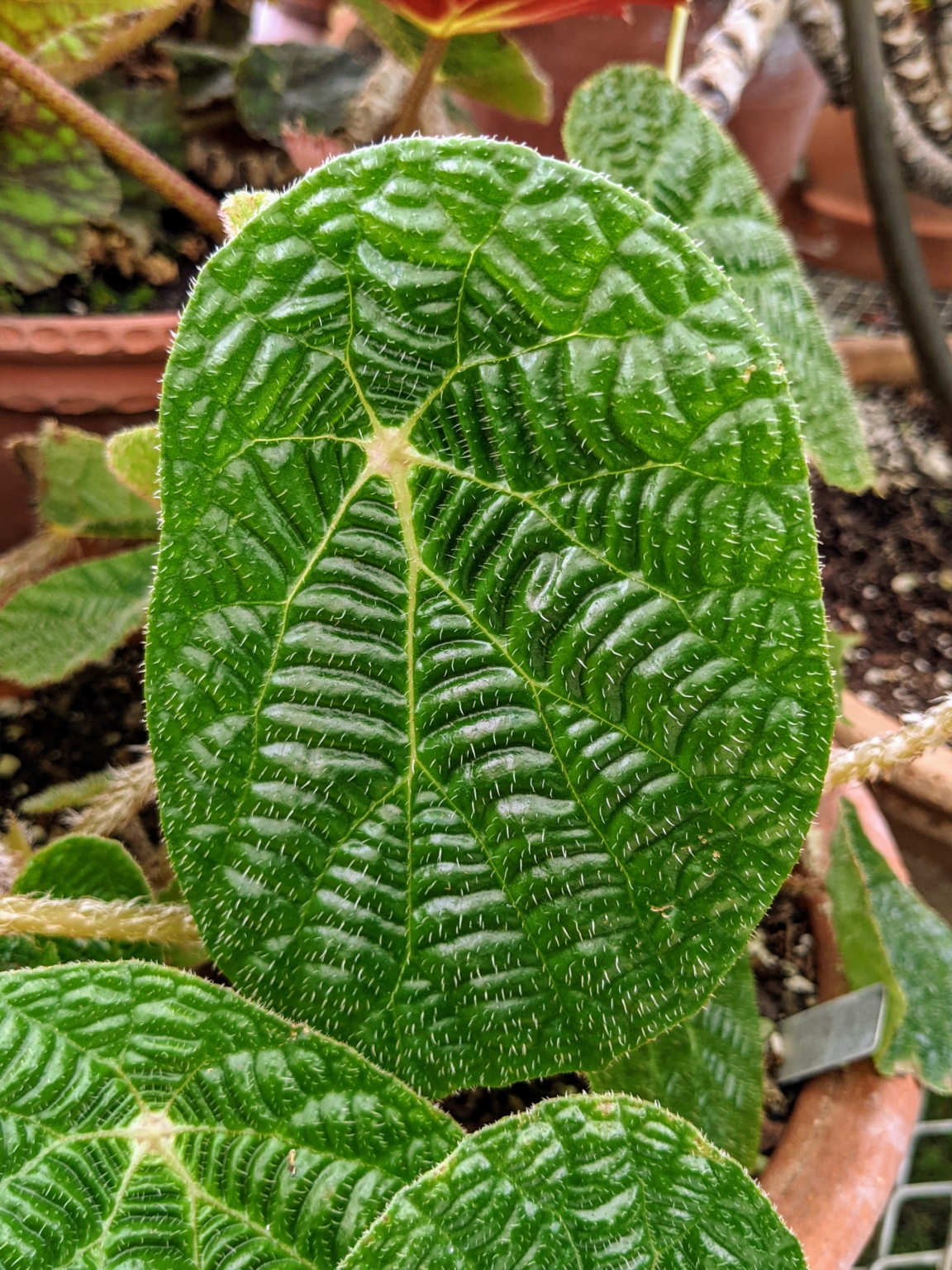 Propagating Begonias from Stem Cuttings - The Martha Stewart Blog